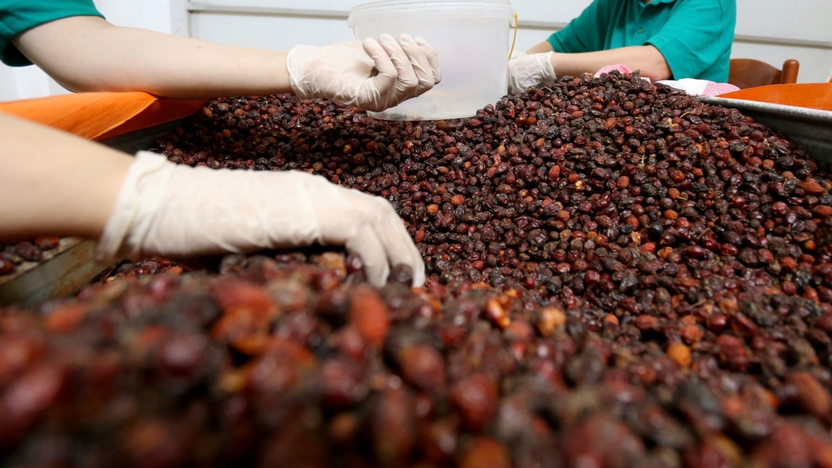 Produktet organike të Kosovës në tregjet evropiane