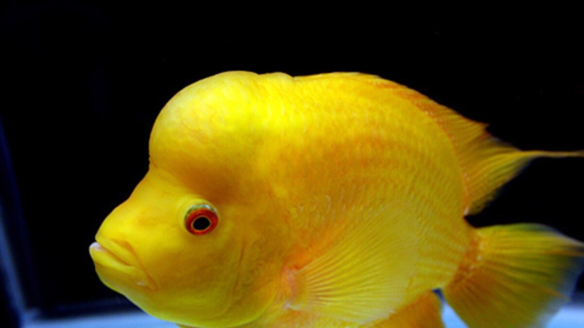 Isajon Sulton - Qismat