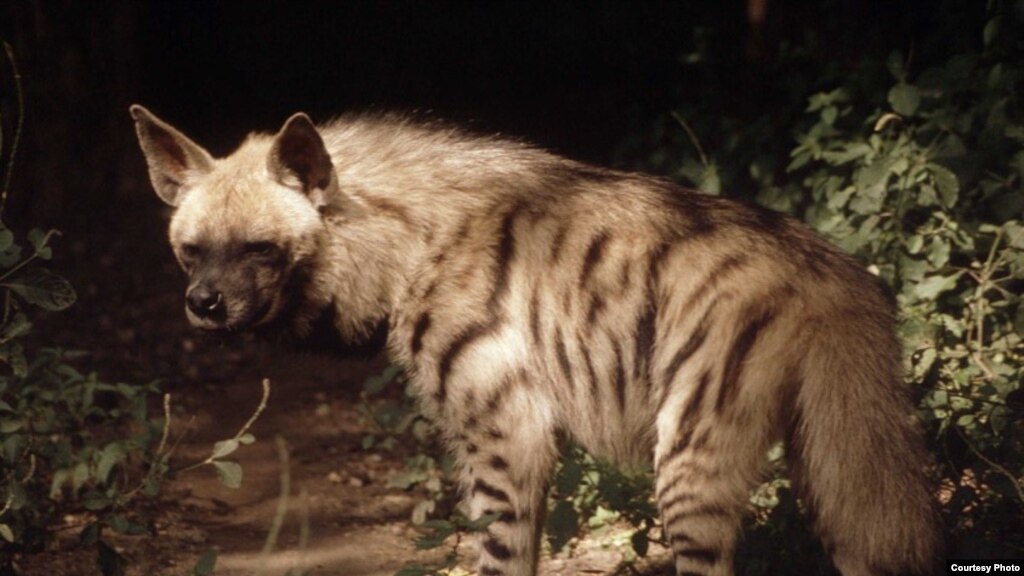 Central Asia: Hyena's Appearance Buoys Turkmen Environment Watchers