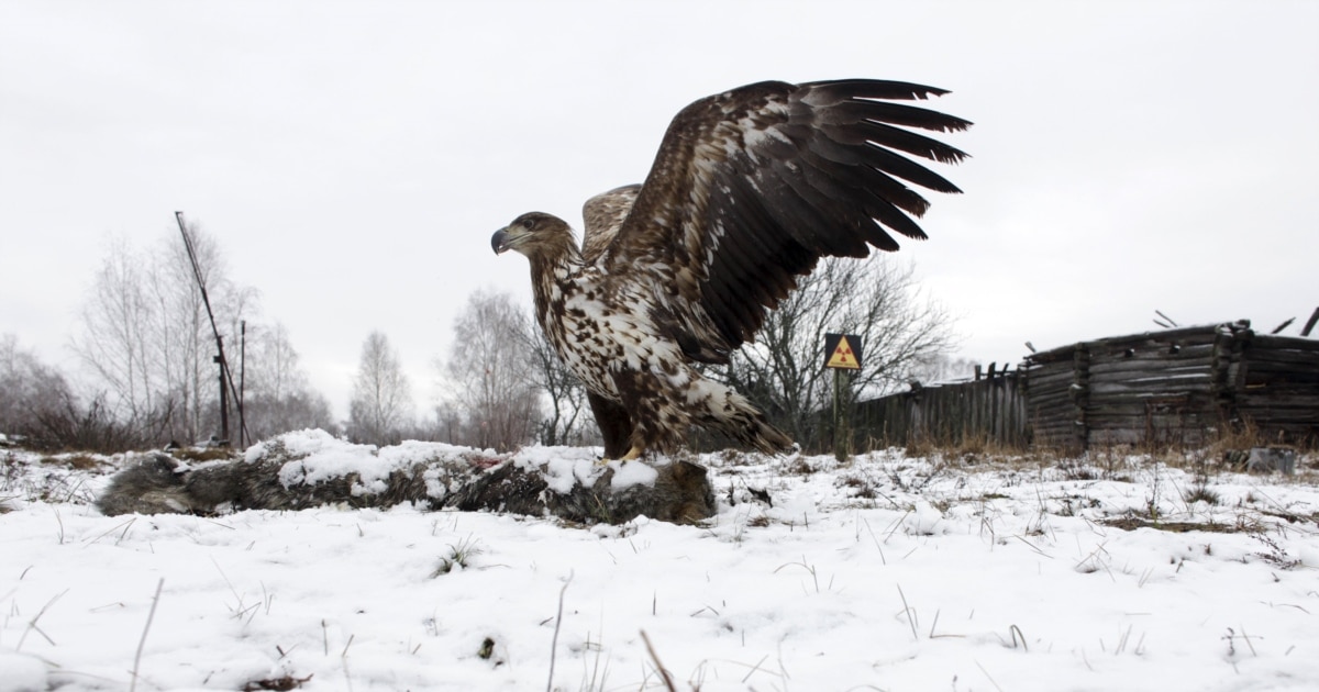 Around Chernobyl, Animals Thrive In Man's Absence