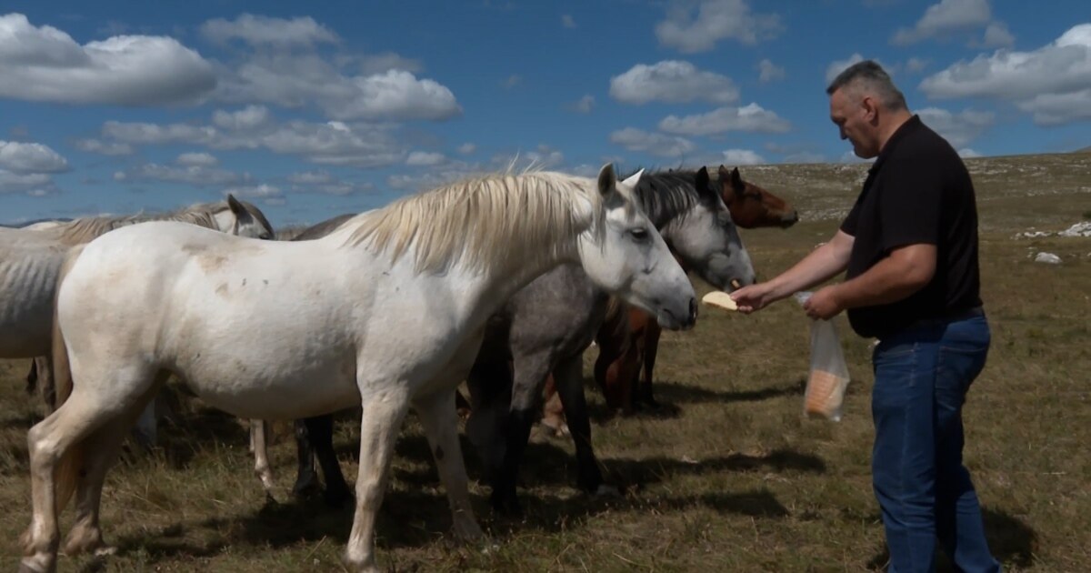 Të braktisur gjatë luftës, kuajt e egër tani harlisen në malet e Bosnjës