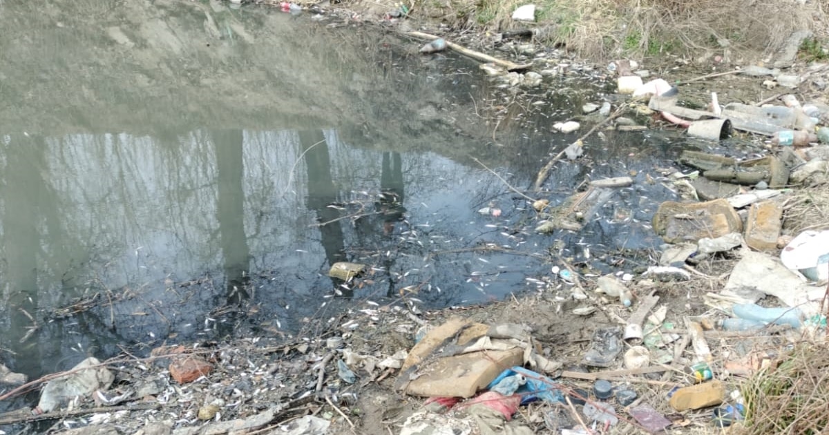 Misterul peștilor morți de pe râul Jiu și o problemă națională: lipsa ...