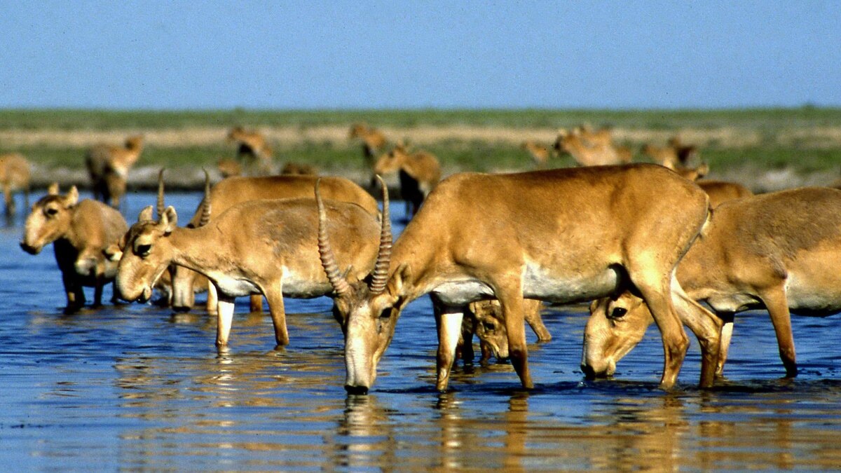 100 Rare Antelope Found Dead In Kazakhstan