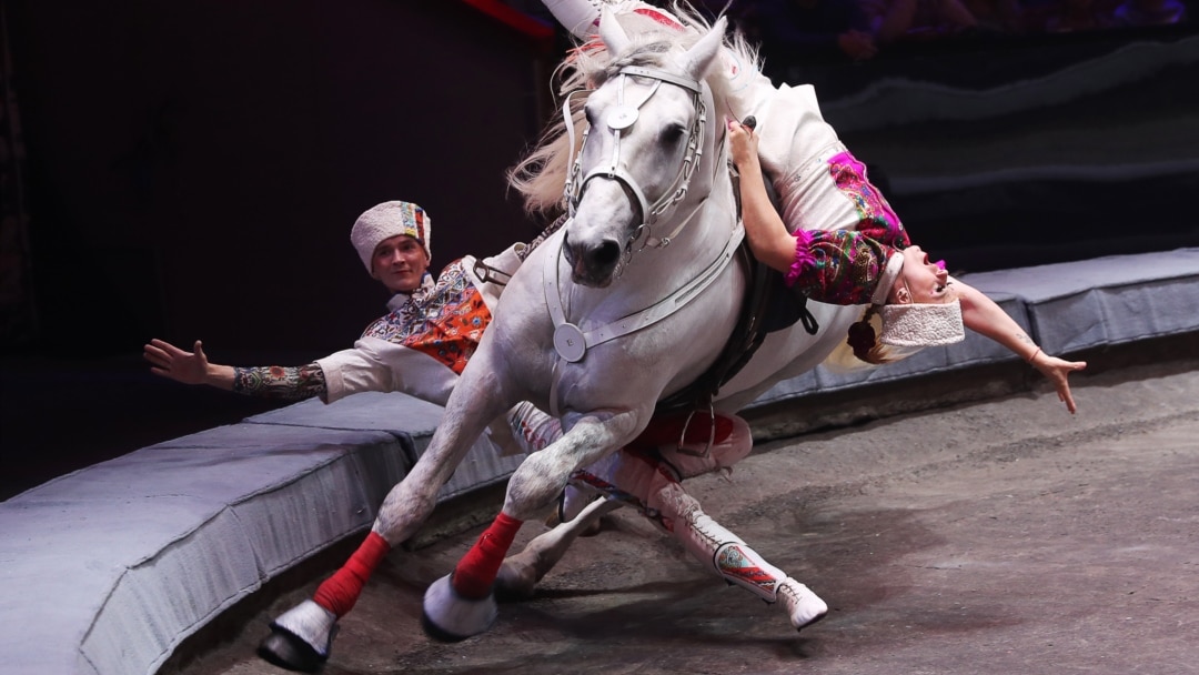 Animaux De Cirque
