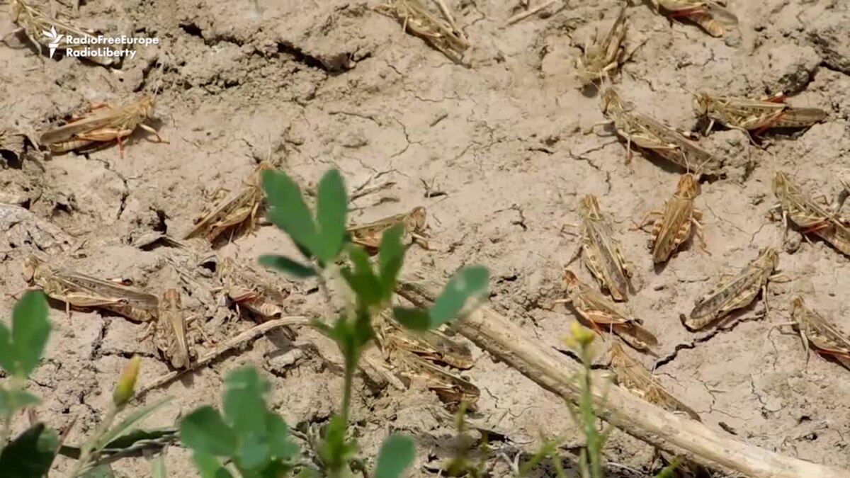 Locusts Destroy Large Area Of Crops In Southern Tajikistan