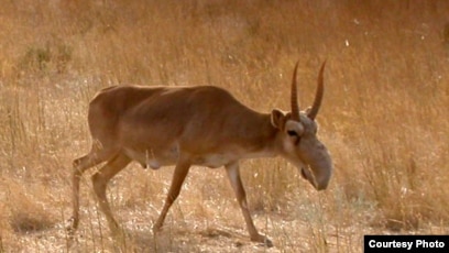 Saiga Gazelle