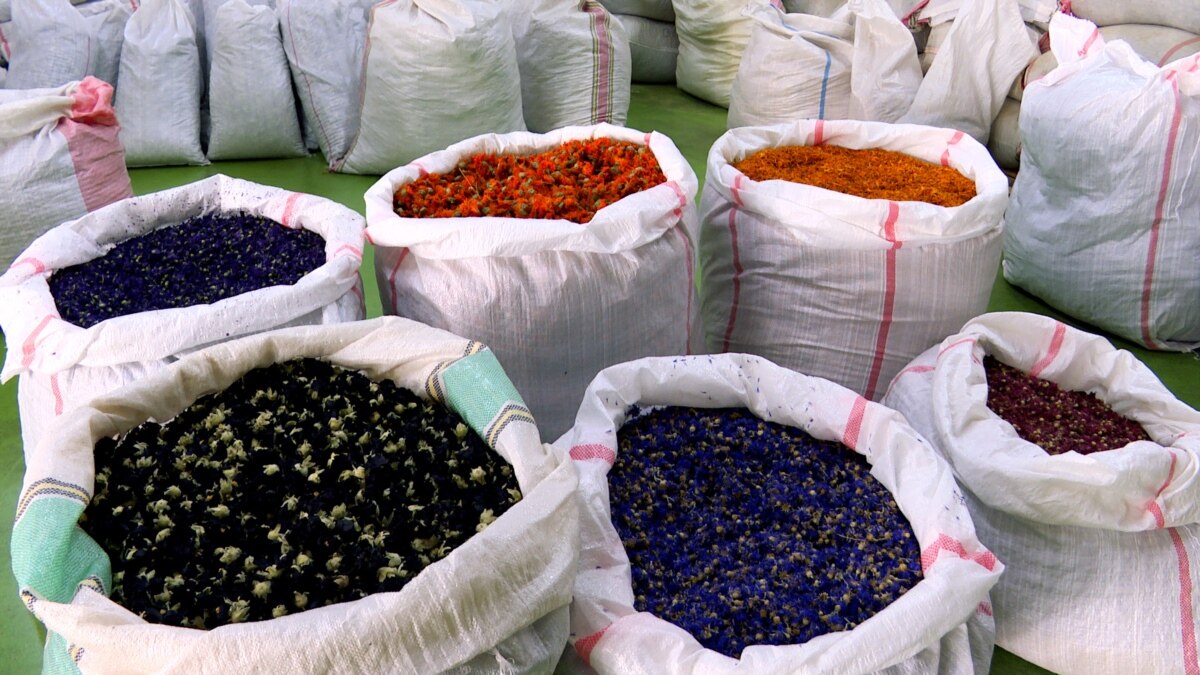 Rritje e eksportit të bimëve aromatike dhe mjekësore