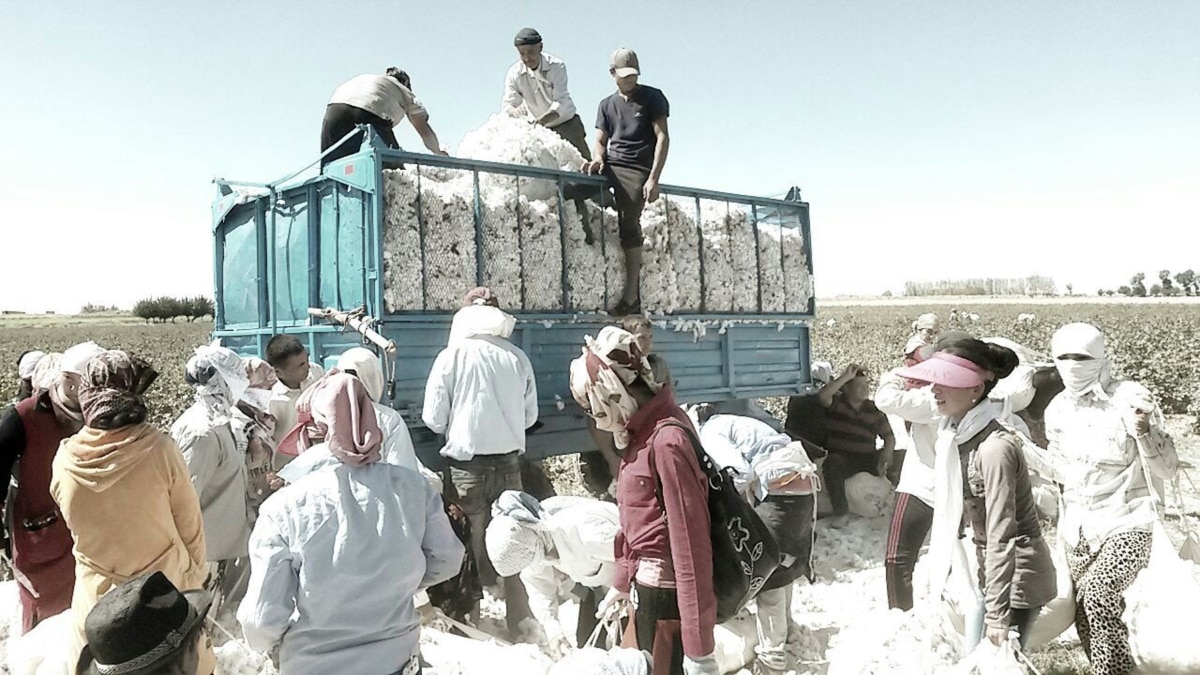 Uzbek Imams Urge Muslims To Take Part In Cotton Harvest