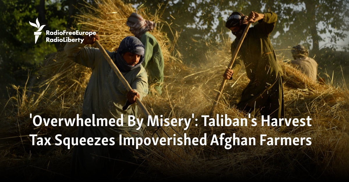 'Overwhelmed By Misery': Taliban's Harvest Tax Squeezes Impoverished Afghan Farmers