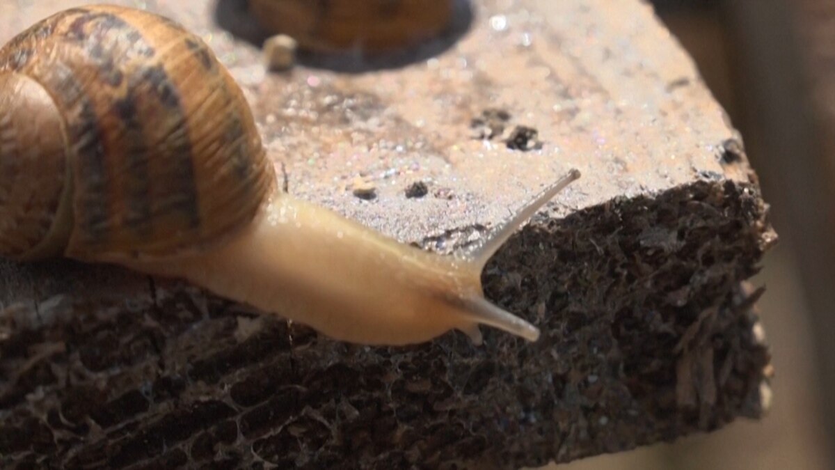Ukrainian Snail Sales Sluggish As Lockdowns Bite Into Business