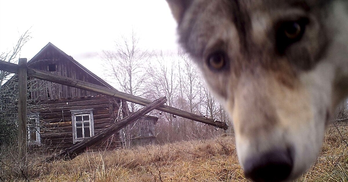 Wolves Kill Two Women In Tajikistan After Villagers' Hunting Rifles ...