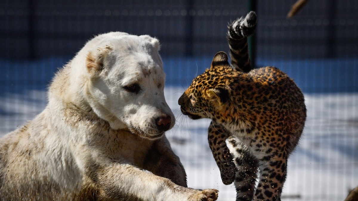 Russia's Leopard-Loving Dog