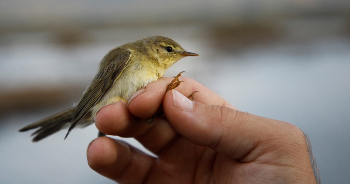 Zogjtë shtegtojnë nga Kriporja e Ulqinit të ushqyer dhe me unazë në këmbë