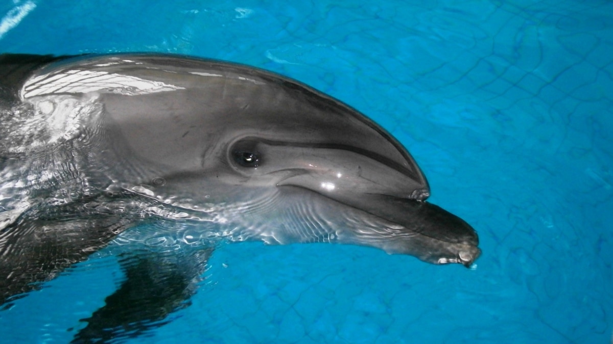 Ukrainian Group Drawn Into Ugly Dolphin Debate