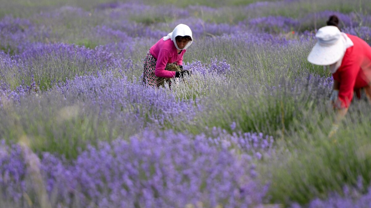 Shqipëria furnizon Perëndimin me bimë mjekësore
