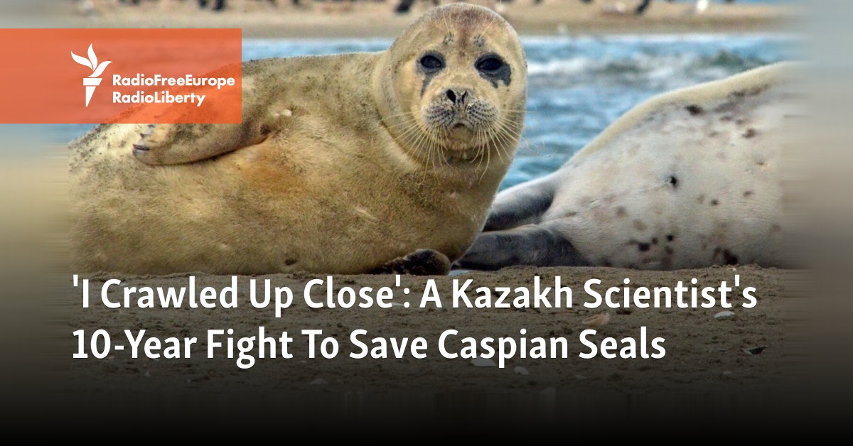 A Kazakh Scientist's 10-Year Fight To Save Caspian Seals