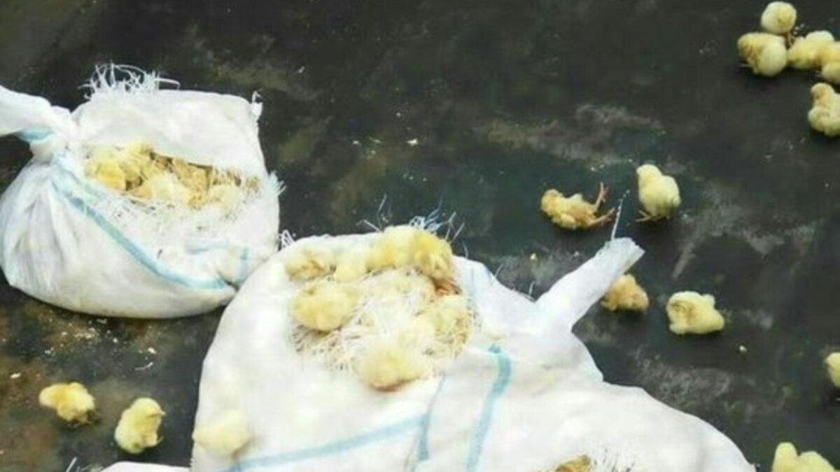 Millions Of Chickens Destroyed In Iran For Lack Of Demand And Shortage ...