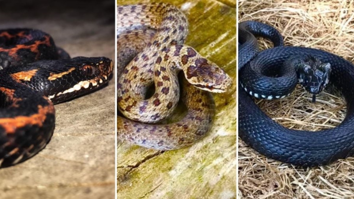 გაიგე, რომელი გველი ბუდობს მახლობლად და როგორ მოიქცე