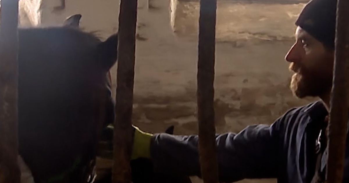 Prize Horses Face Growing Dangers Near Ukrainian Front Line Amid Deep ...