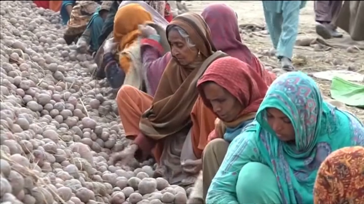 'Orders From A Lady': An Unusual Pakistani Potato Farm