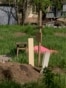 GRAB-Ukrainians Bury Relatives In Backyards As Russian Attacks On Pokrovsk Continue