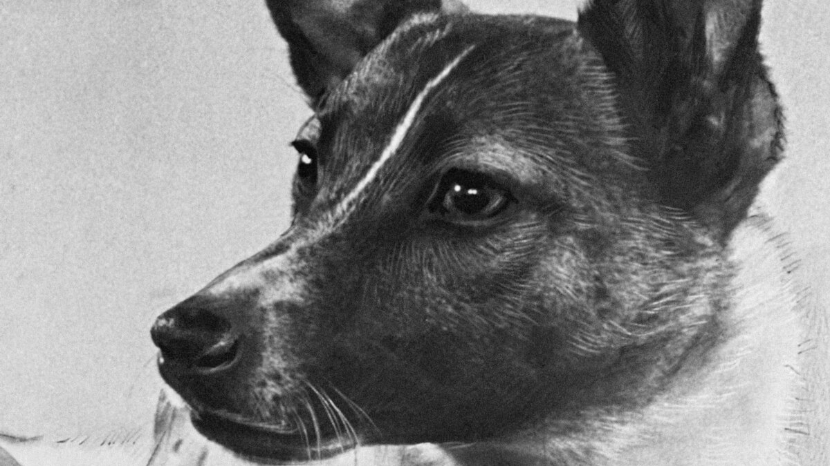 Laika The Space Dog Laika The Space Dog