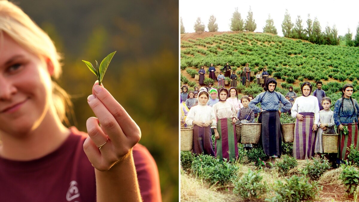 Tea Time: The Revival Of Georgia’s Lost Industry
