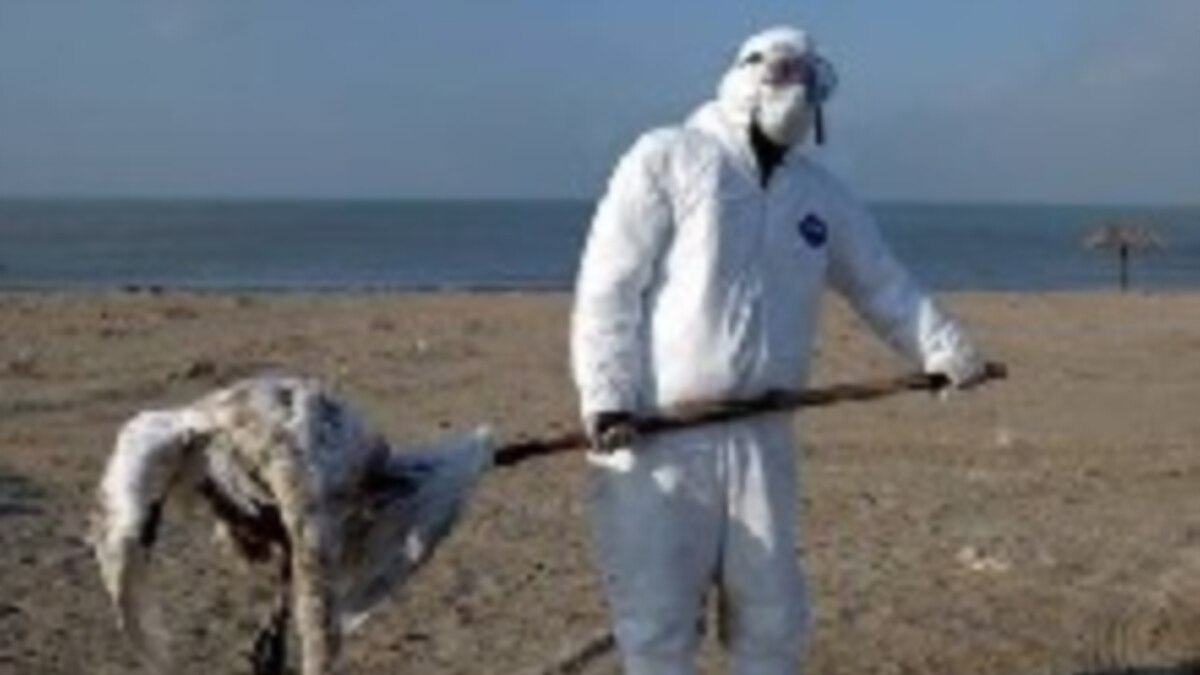 Azerbaijan Confirms Human Bird-Flu Deaths