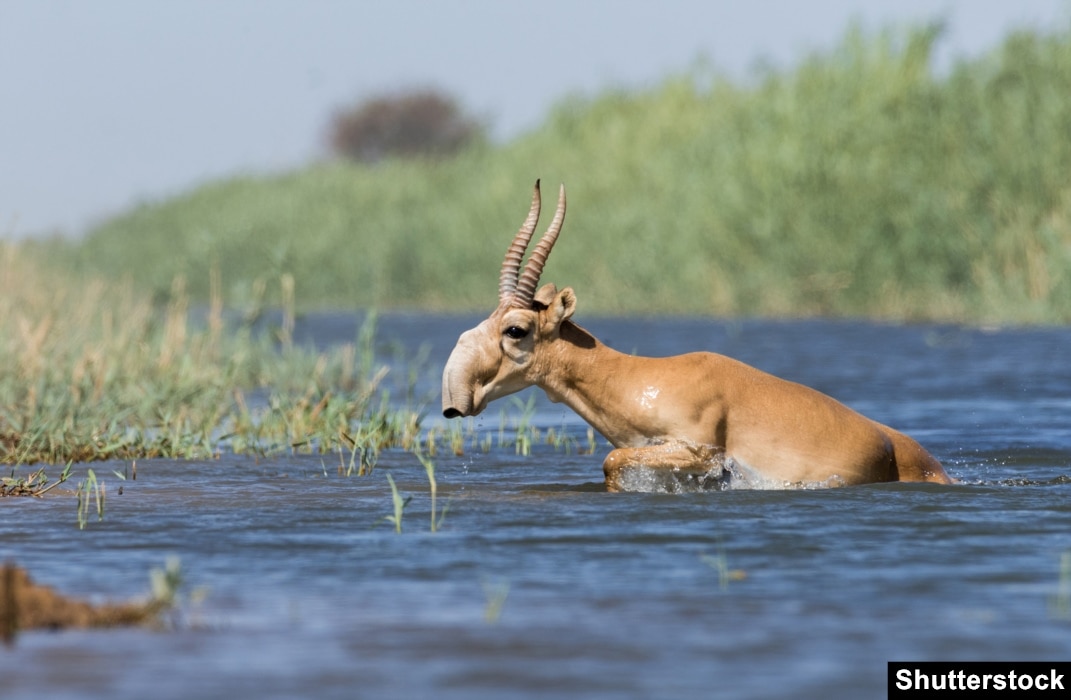 Saiga Antelope