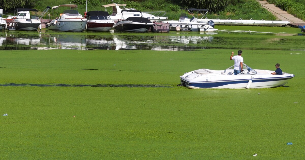 Algat gjelbërojnë lumin e Serbisë
