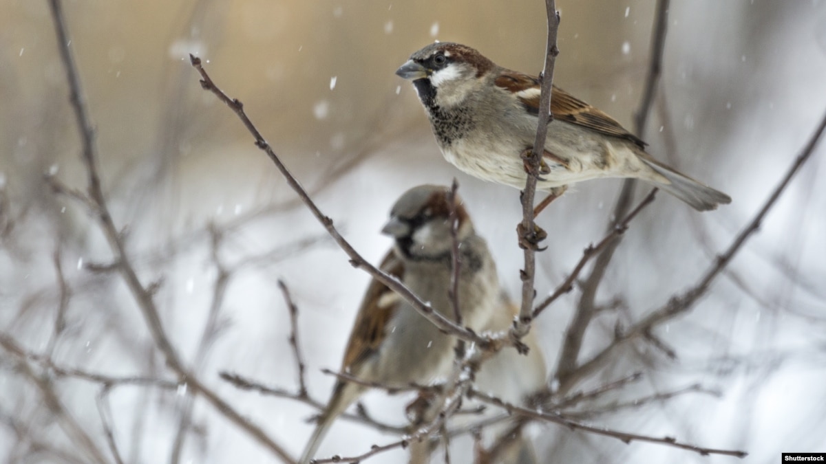 Vrapci nestaju u Beogradu