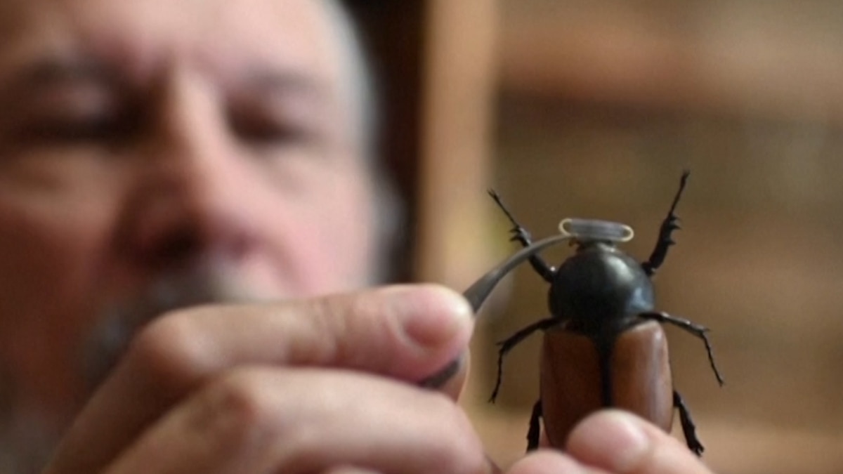 Snug As A Bug: Russian Artist Makes Masks For Insects During Pandemic