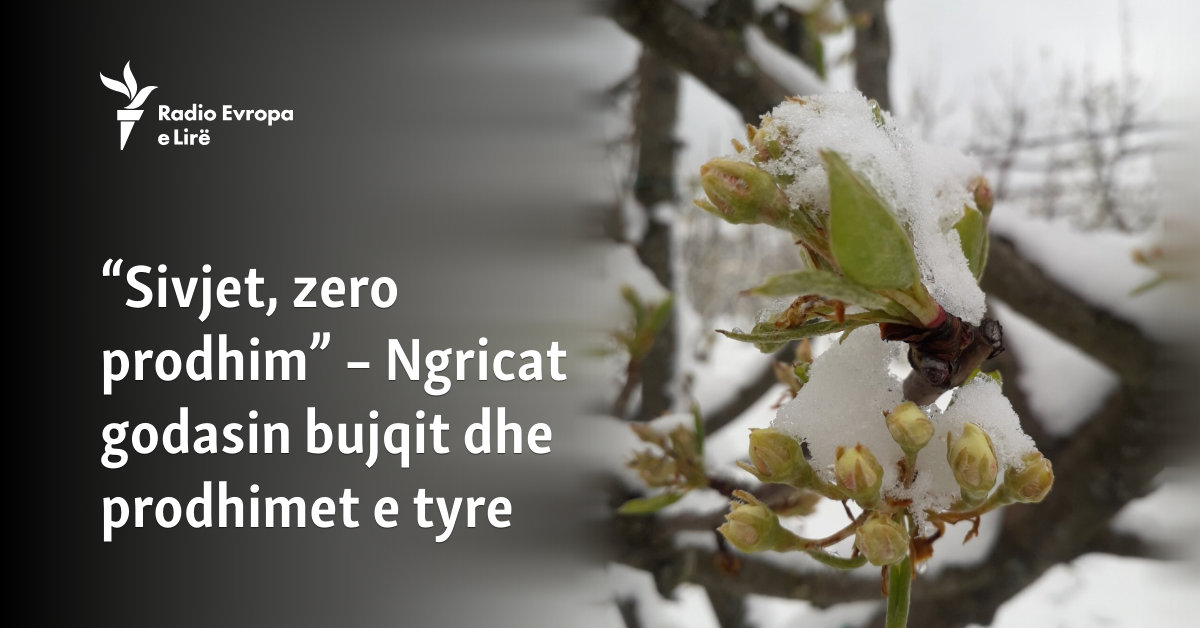 “Sivjet, zero prodhim” – Ngricat godasin bujqit dhe prodhimet e tyre