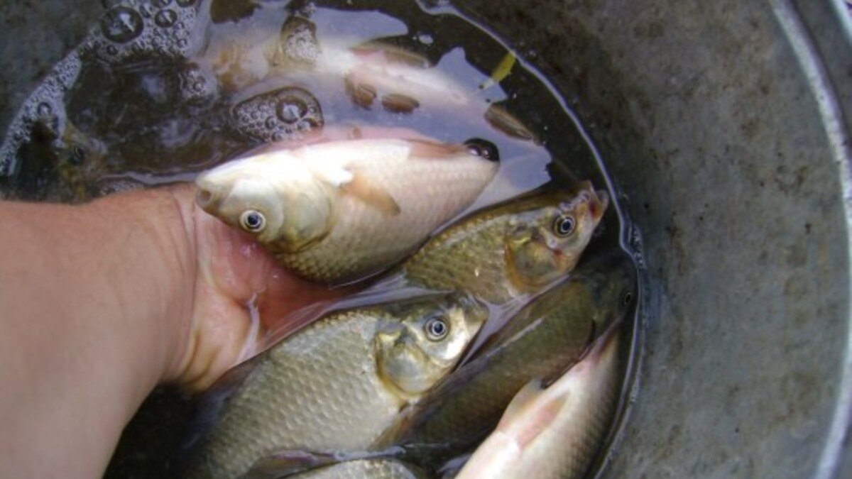 Balyk we balyk önümleri gymmatlaýar