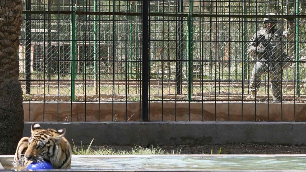 Iraq Asks World To Help Replenish Baghdad Zoo