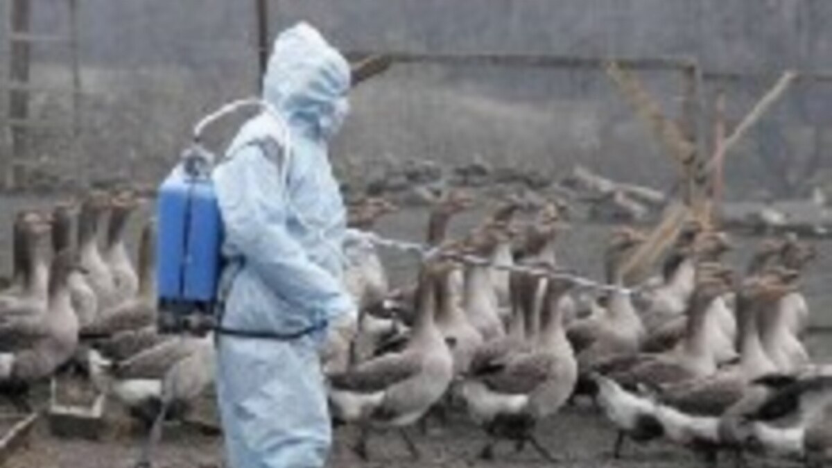 World: Bird-Flu Expert Discusses Issue Of Migratory Birds