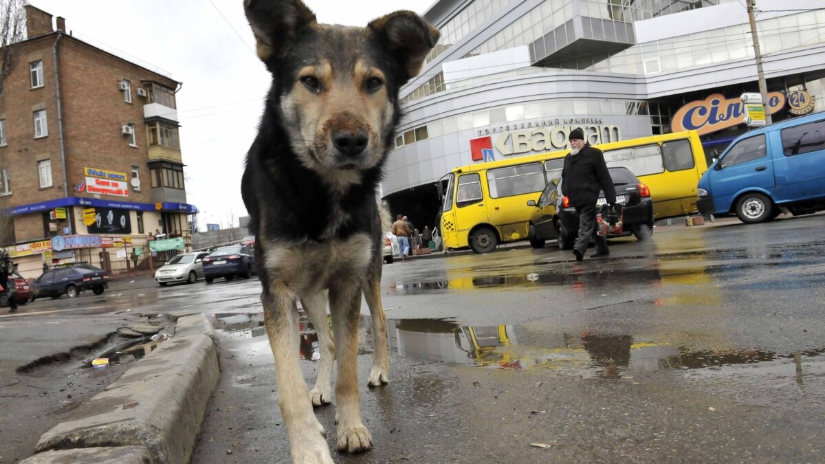 Ukraine's Culling Of Stray Animals Continues To Draw Protests