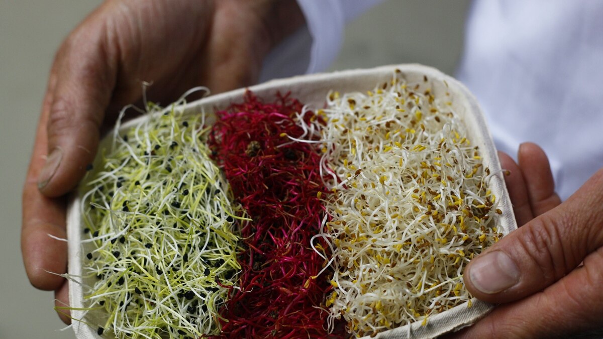 Germany Identifies Sprouts As Source Of Deadly Bacterial Outbreak