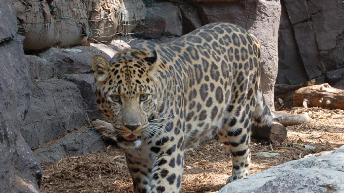Rare Leopard