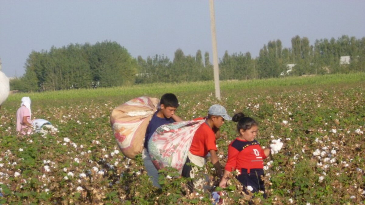 Uzbekistan Holds Cotton Fair Despite Ongoing Boycott