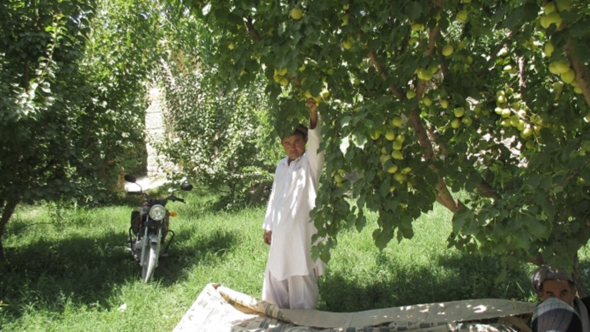 Taliban Leaders Wants Afghans to Plant More Trees