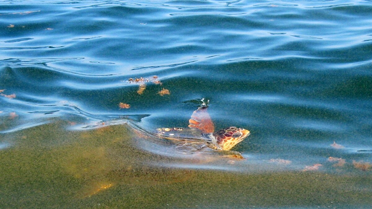 Giant Dome Arrives At Site Of U.S. Oil Spill