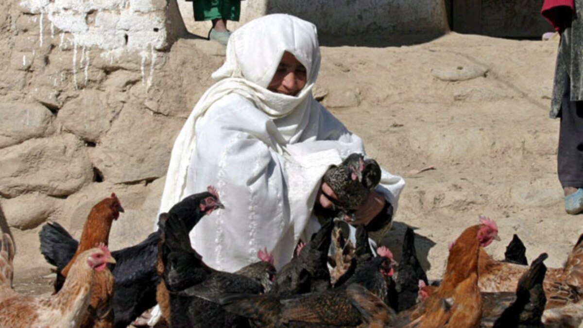 Afghanistan Starts Mass Bird Cull