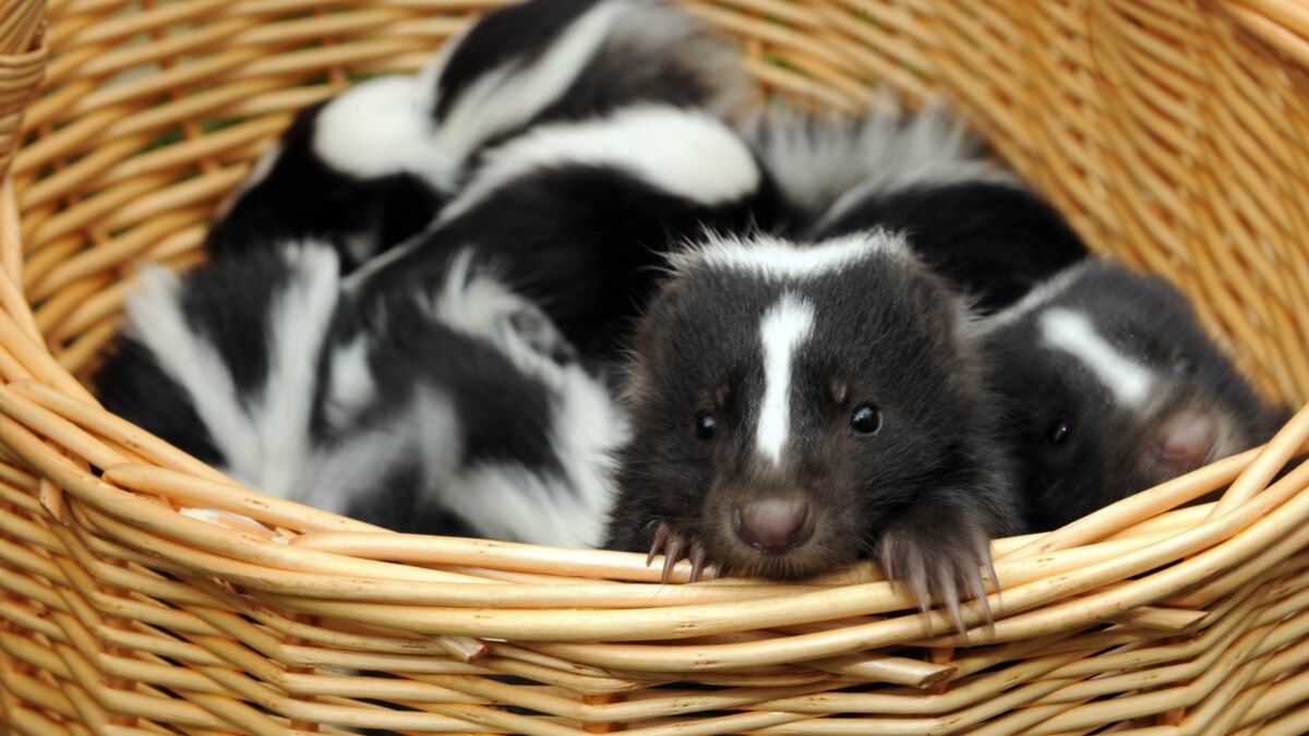 Russian Political Party Logos: Any Takers For 'Skunk' Or 'Hamster'?