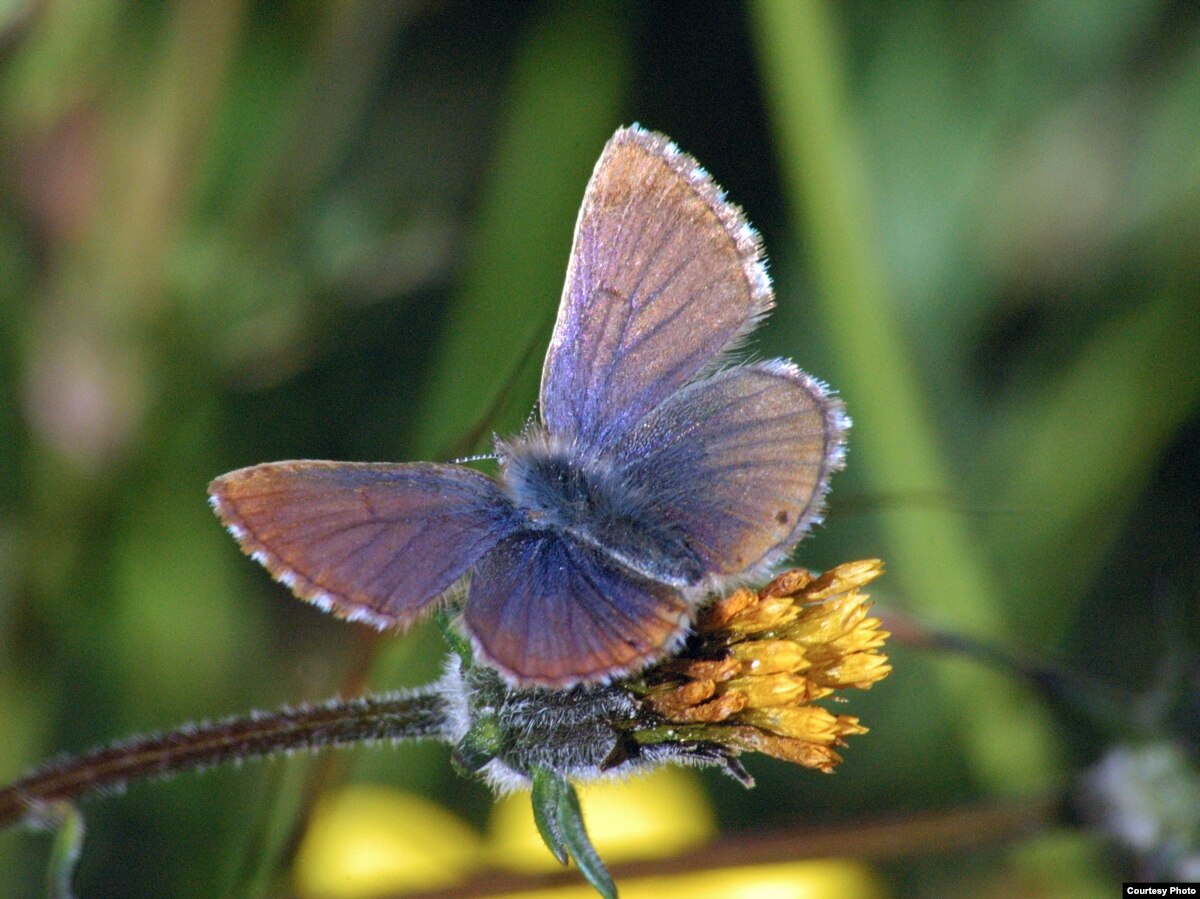 Modern Science Proves Nabokov's 65-Year-Old Butterfly Theory Correct