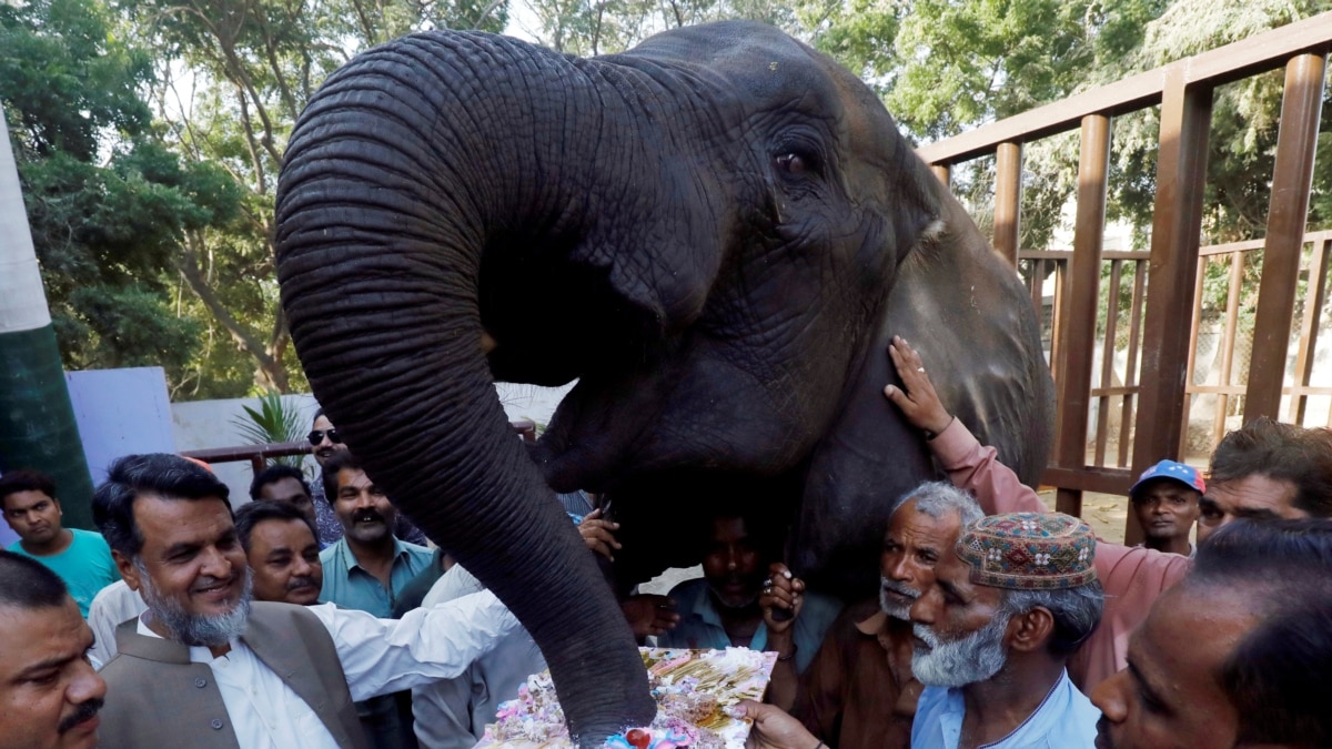 Pakistani Court Approves Moving Zoo's Elephant To Cambodia