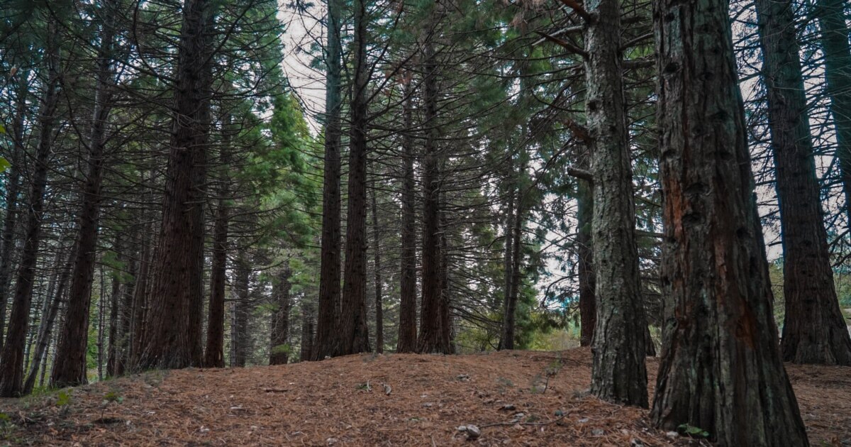ДБР заявляє про викриття посадовців які незаконно вирубали дерев на понад 64 млн грн
