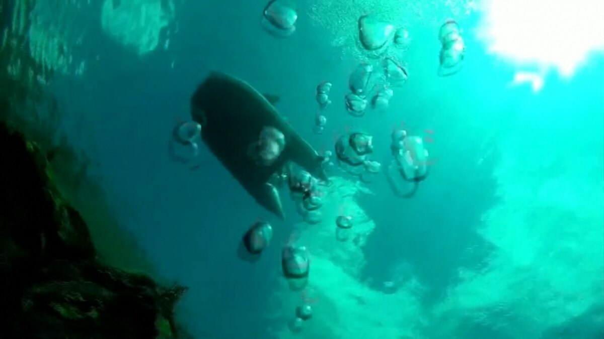 Sick Sponges Threaten Russia's Lake Baikal