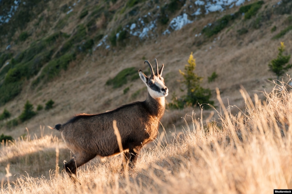 whats the most beautiful animal in Balkans that lives only here? : r ...