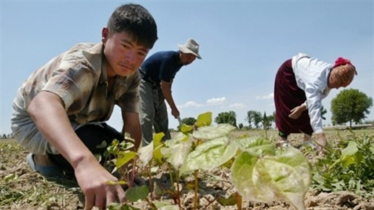 Uzbekistan: Call For Boycott Over Uzbek Child Labor